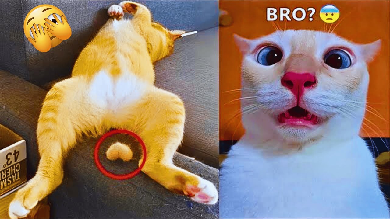 Censor This -- Funny cat videos 2025 - YouTube