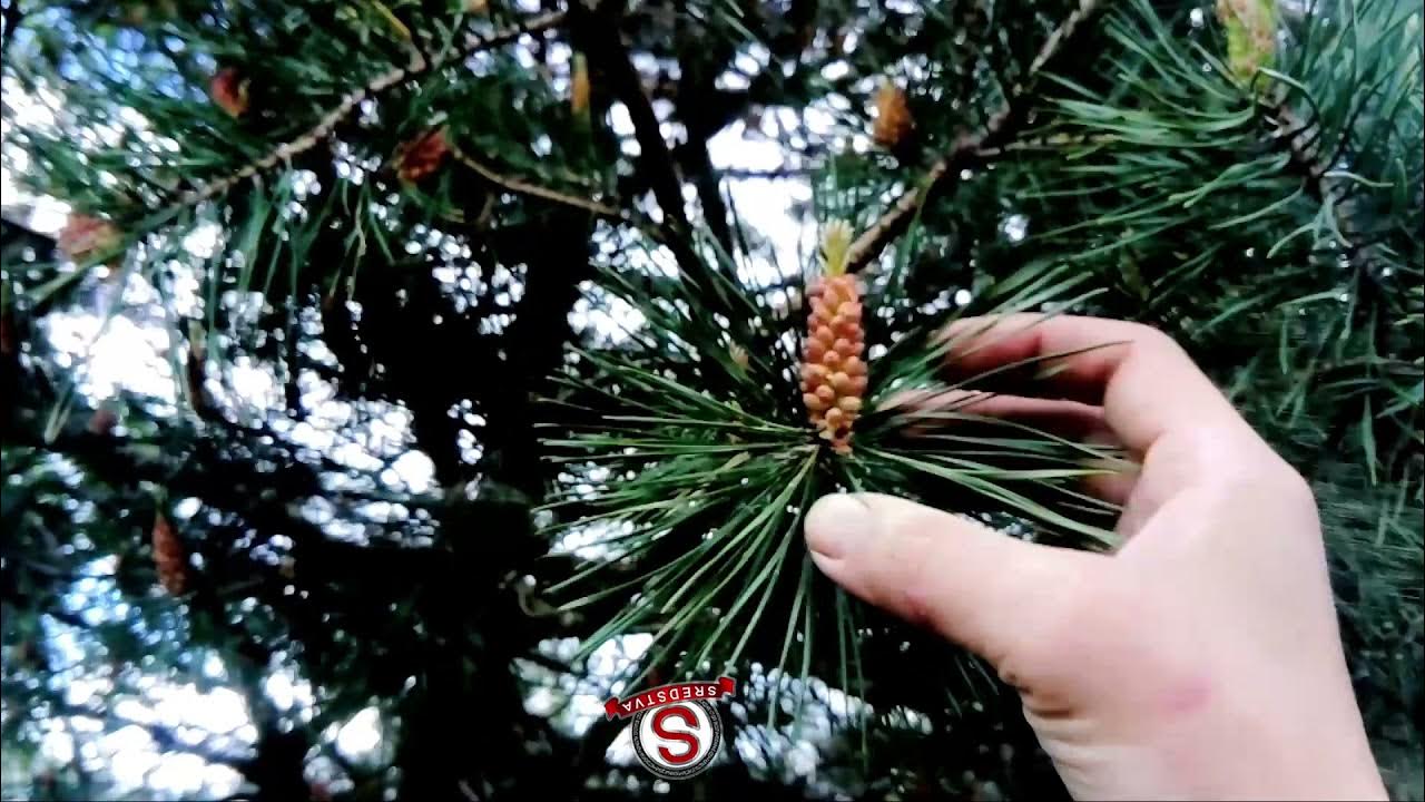Как цветет сосна. Пыльца сосны, Для аллергиков зацвела сосна. - YouTube