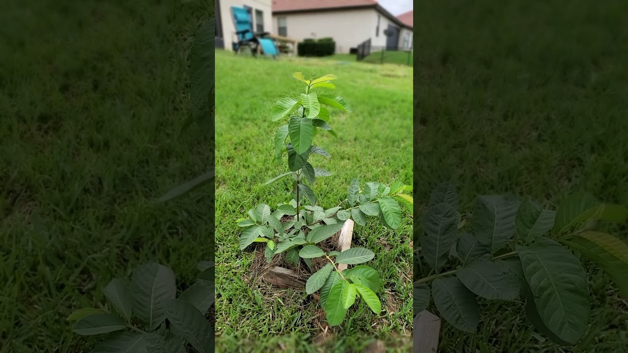 bayabas tree in tatay's memory - YouTube