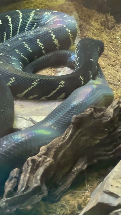 OHHHH MY PYTHON- Boelen’s Python #sandiego #sandiegozoo #zoo #omg # ...