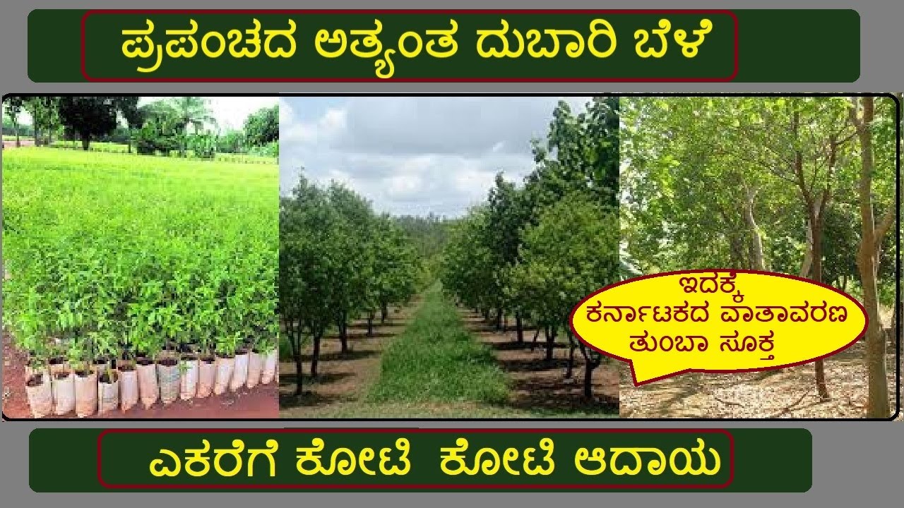 Sri Gandham Plant cultivation details | sandalwood farming | sandalwood ...