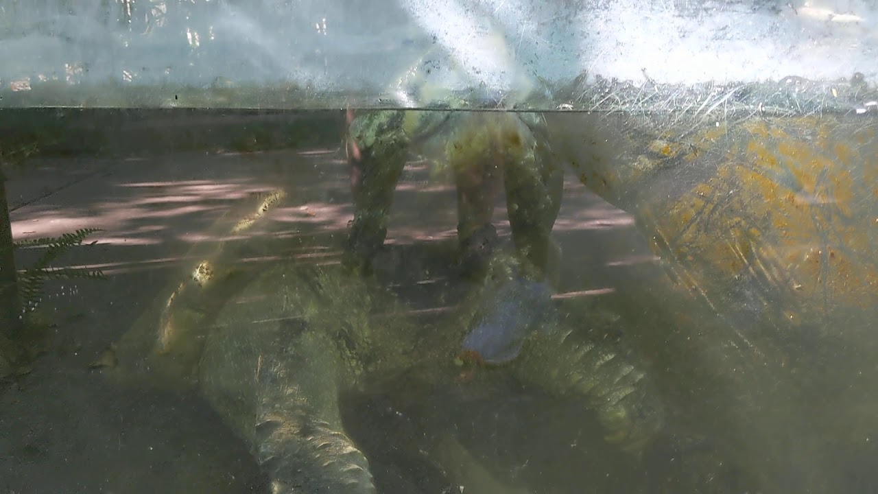 Sherman the Alligator Snapping Turtle 45 Years Old! Jacksonville Zoo ...