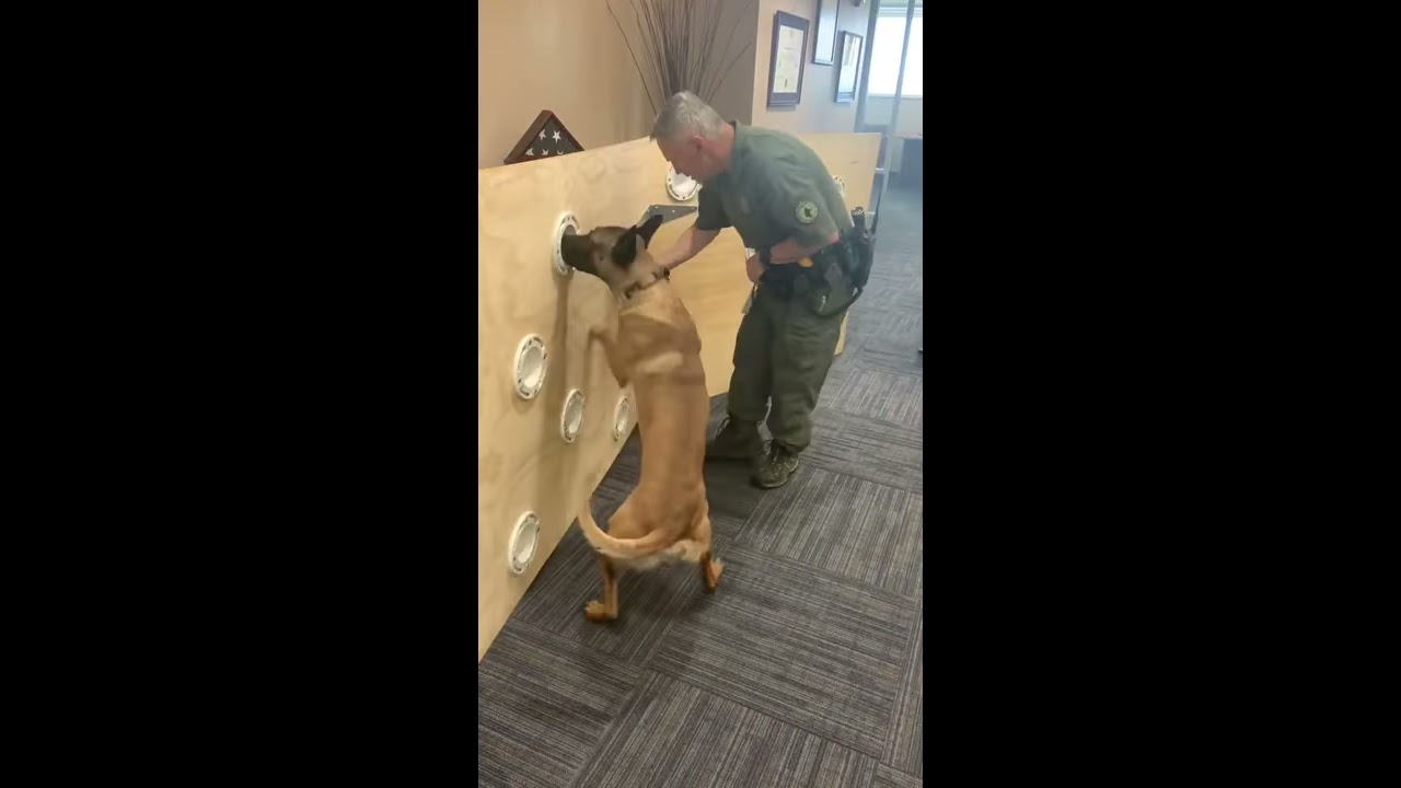 K9 Scent Wall - YouTube