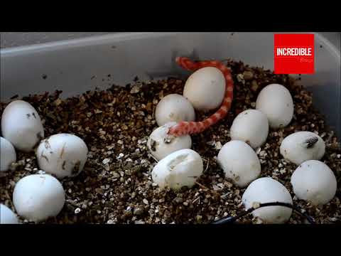 Amel Mısır Bebek Yılan Crimsicle Hatchs | Timelapse ve tatlı
