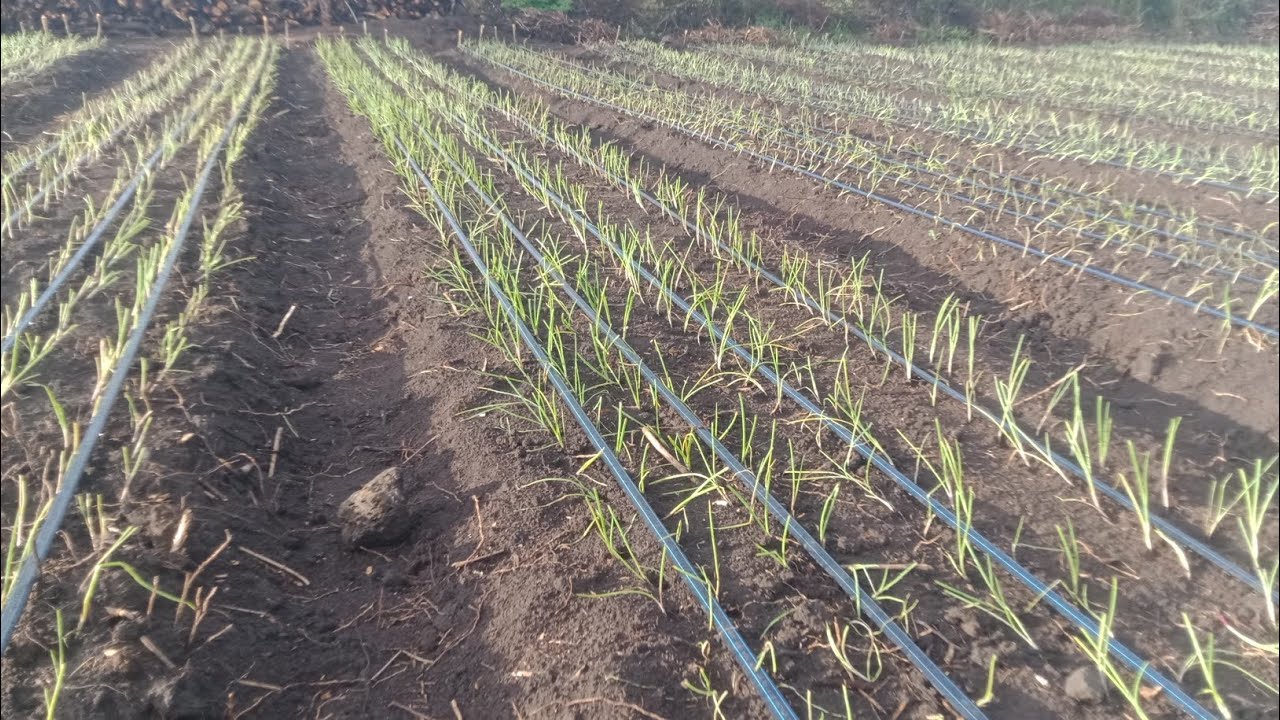 HOW TO INCREASE ONION YIELDS THROUGH PLANTING USING THE CORRECT SPACING ...