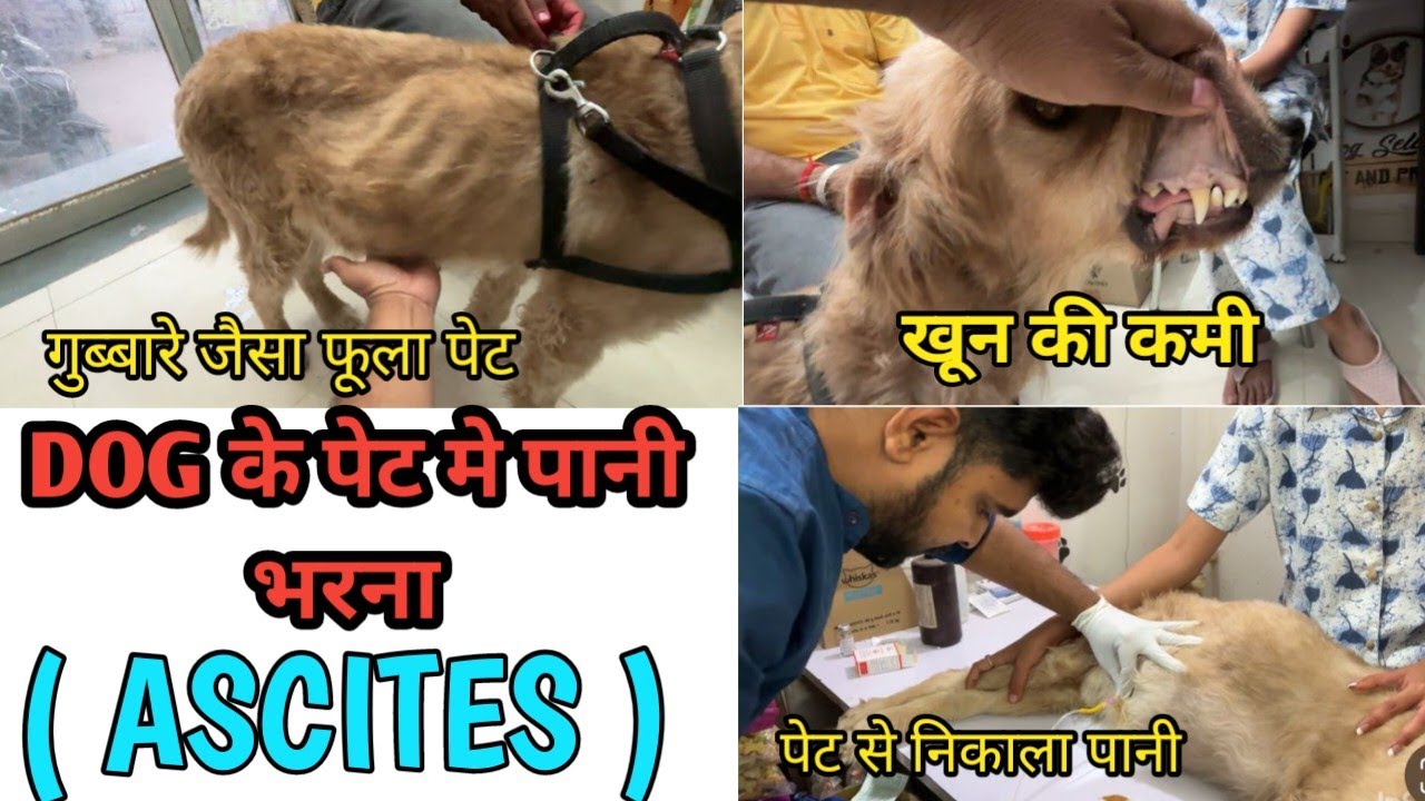 Ascites in Dog | Dog के पेट मे पानी भरना | Dog मे Ascites का इलाज़ ...
