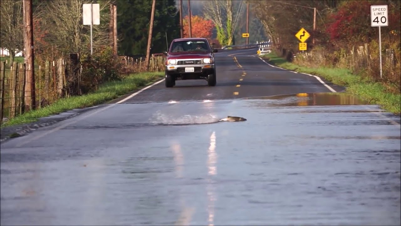 Skokomish River Salmon Cross The Road - YouTube