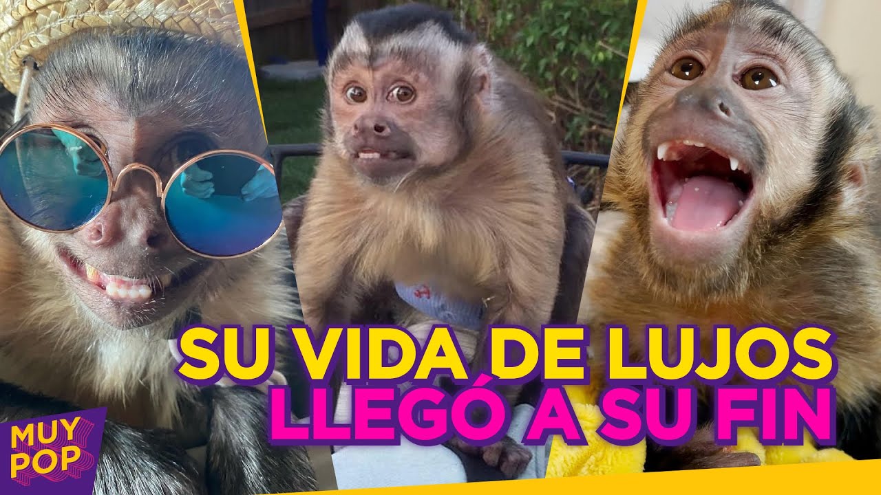 George, el monito de los memes, tuvo un triste final a causa de una ...