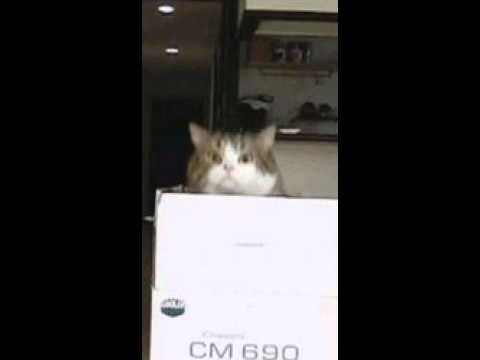 Cat jumps out of a box for 9 minutes - YouTube