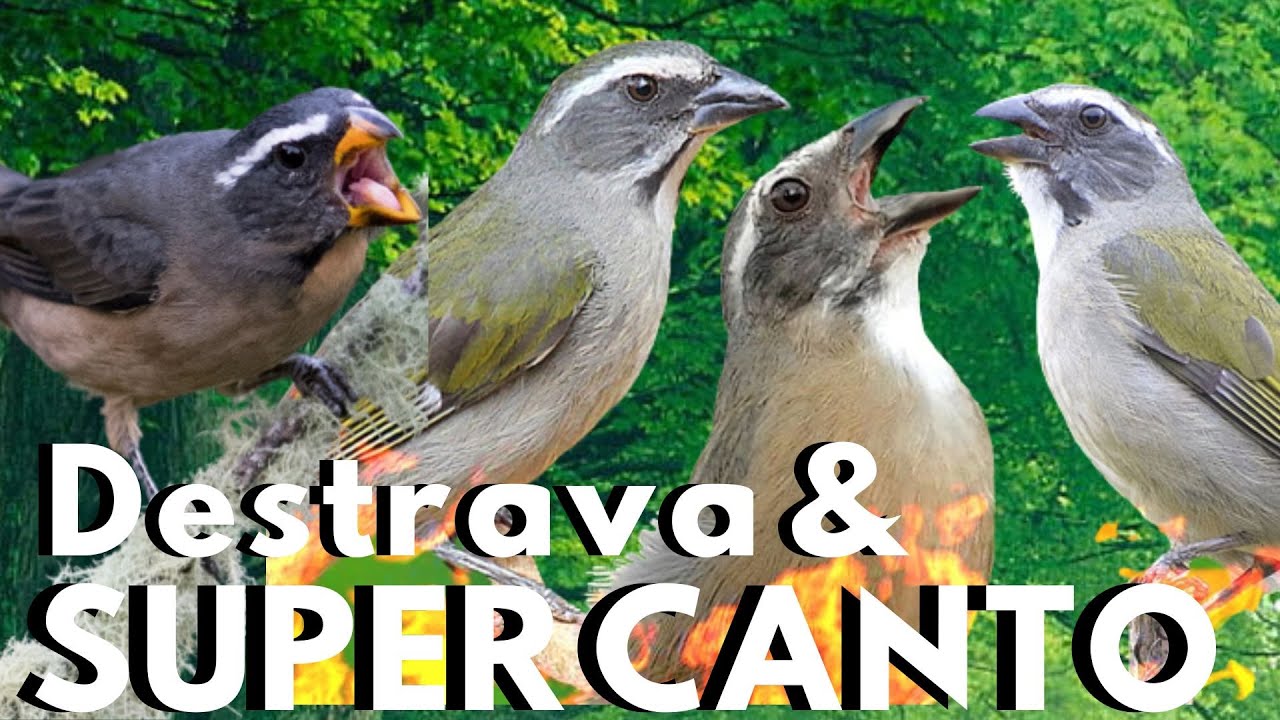 DESTRAVA CANTO TRINCA FERRO BOIADEIRO E CANTO DE TRINCA FERRO BOIADEIRO ...
