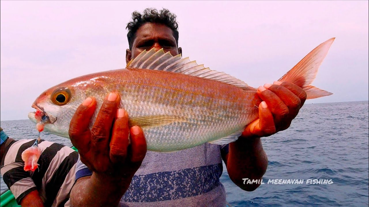 Back to Back Rosy Snapper Fish Caught in Sea - YouTube