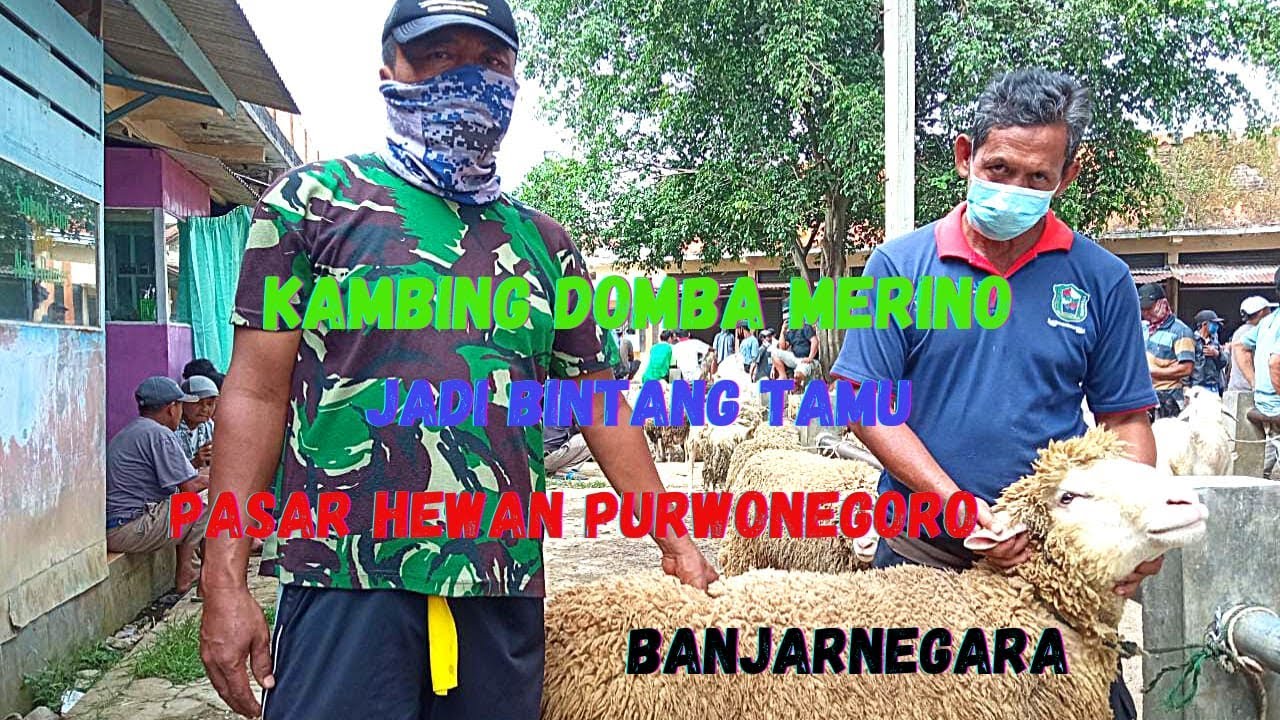 KAMBING DOMBA MERINO JADI BINTANG TAMU PASAR HEWAN PURWONEGORO ...