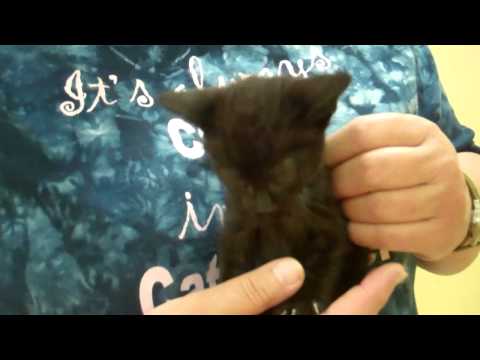 Minnow's Story