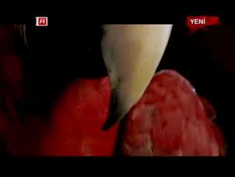Gülşen e bilemem artık ( MaVi GeCe 44 )