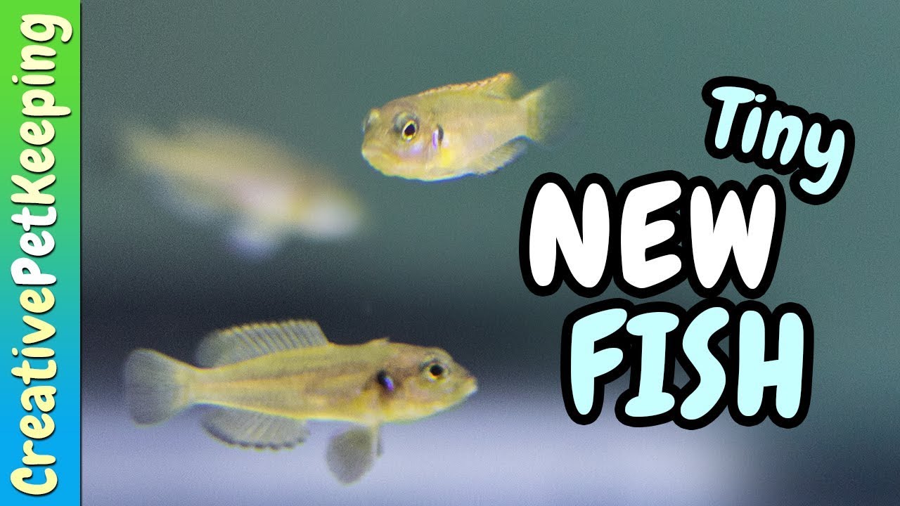 I got NEW Tiny Baby Fish | Conservation CARES PROGRAM [Lamprologus ...