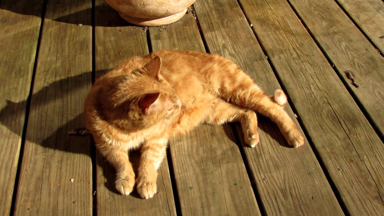 Grumpy sleeping on the porch. - YouTube