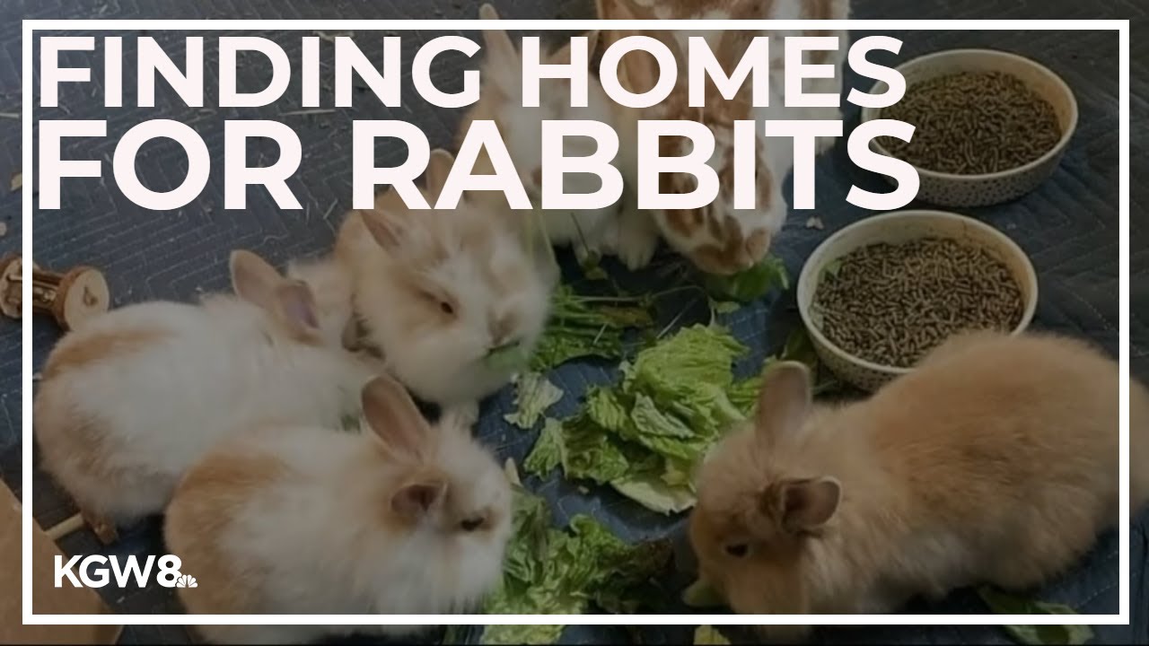 Portland organization works to find homes for domestic rabbits - YouTube