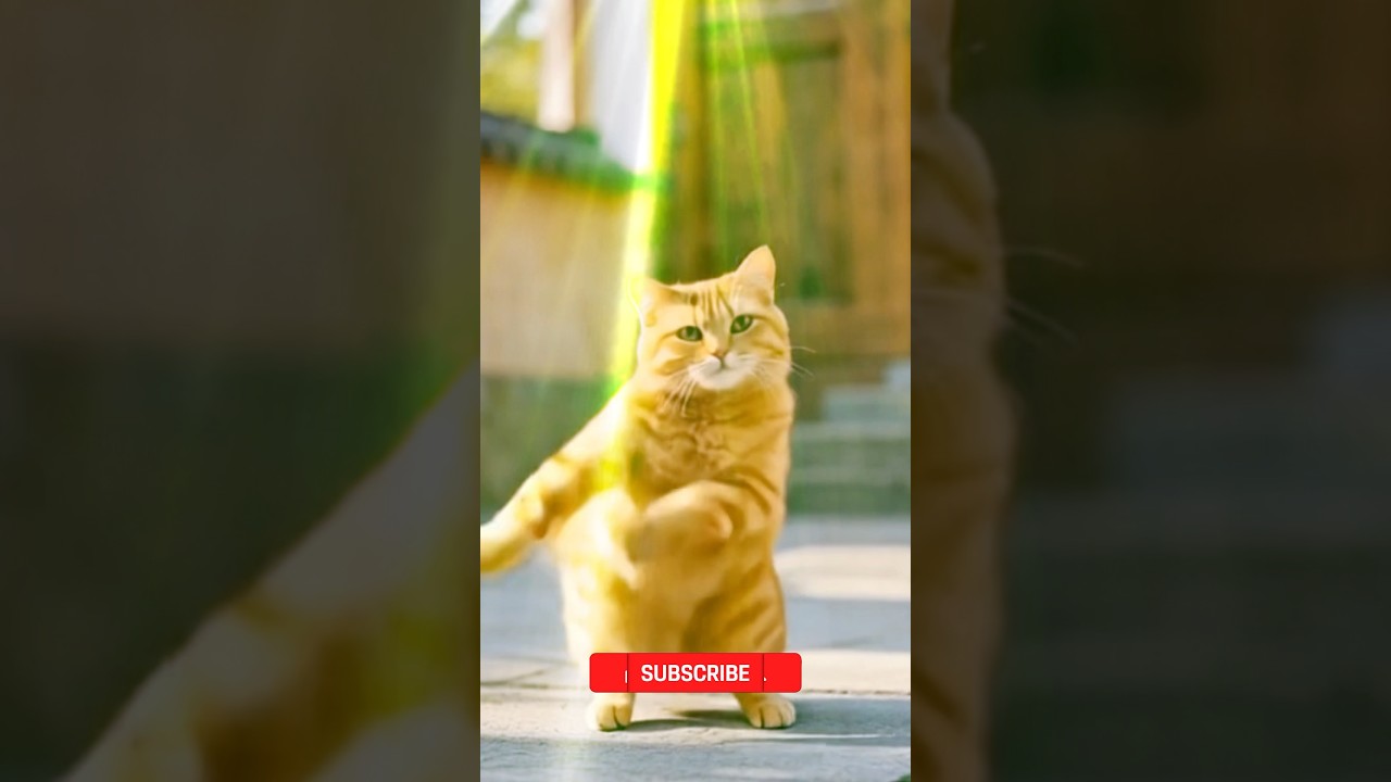 Funny dancing the cat #cat #dance #catvideos - YouTube