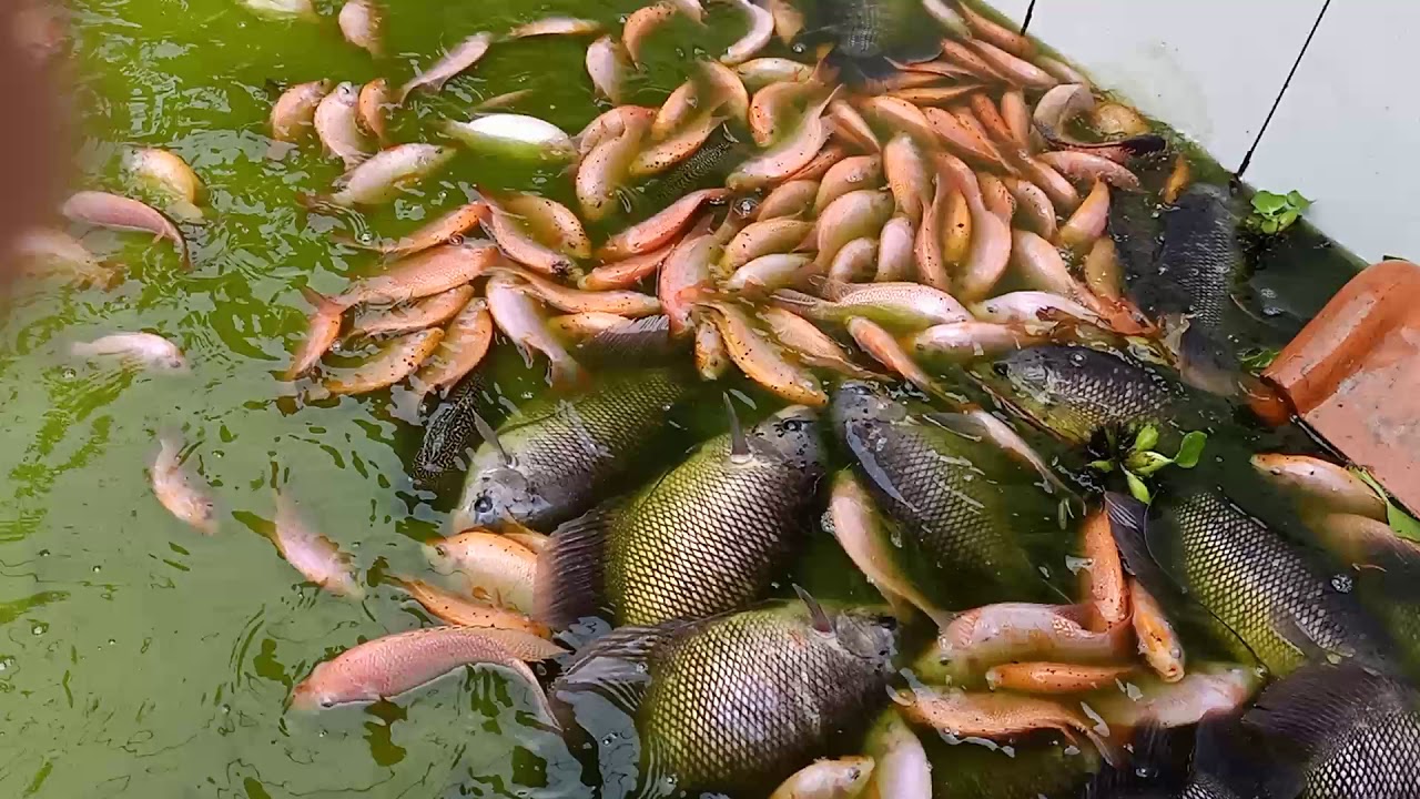 NUÔI CÁ AO. THAY NƯỚC CHO CÁ. - YouTube