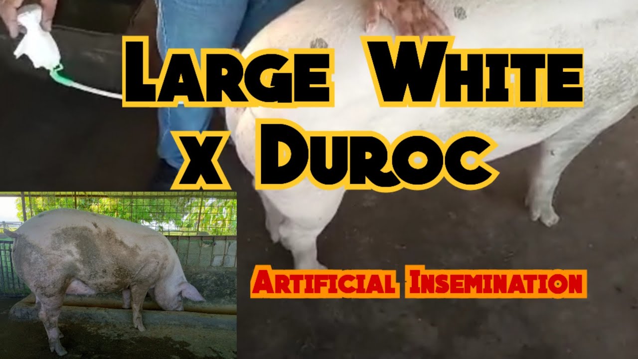 Large White x Duroc by Sulit Mix Tv - YouTube
