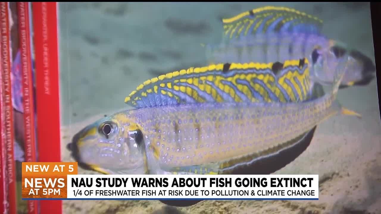 Study with ties to Arizona says 25% of freshwater fish will go extinct ...