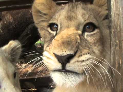 Lion cub bites camera - YouTube
