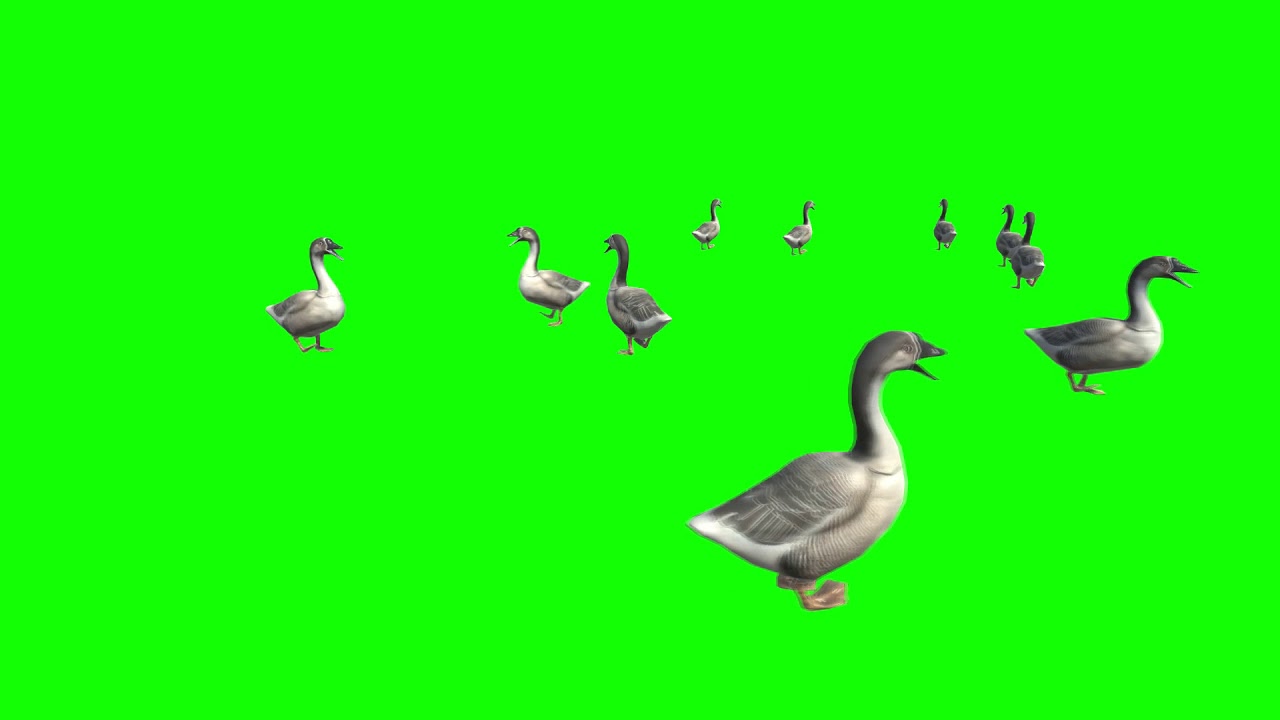 Green Screen Geese Flock Animation - YouTube