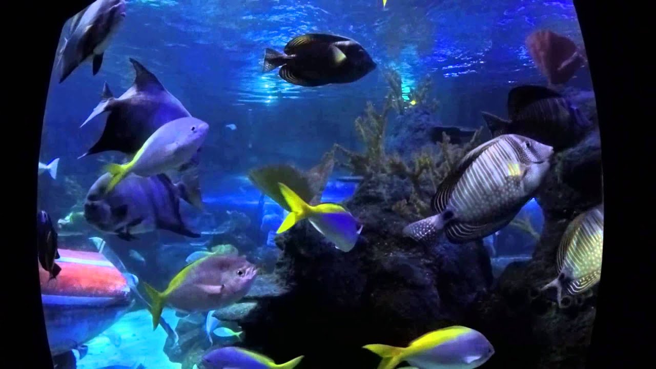 Inside Sea Life at Chessington World of Adventures Resort - YouTube