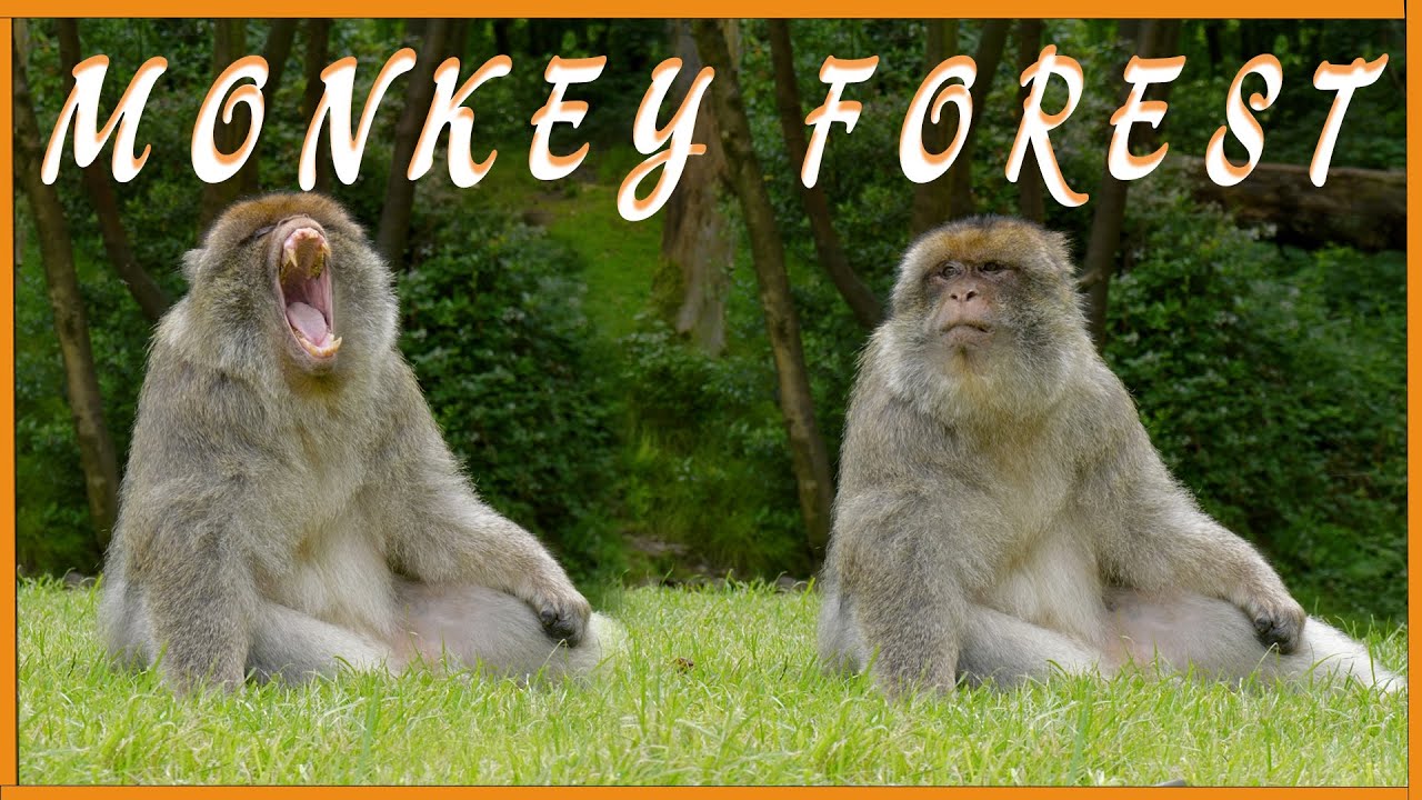 Monkey Forest Trentham Uk | Wildlife Barbary Macaques #monkey #forest ...