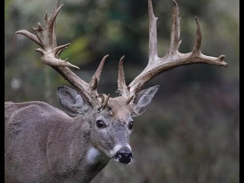 Affidavit obtained by CBS 6 reveals new details in Hollywood Buck ...