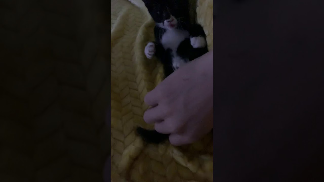 Vash being cute - YouTube