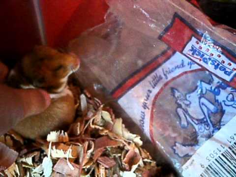 Scaring a hamster lol