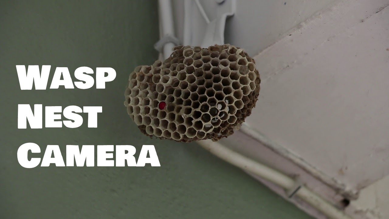 How to Put a Camera in a Wasp Nest - YouTube