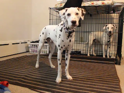 Ozzy the deaf Dalmatian shows off his tricks! - YouTube