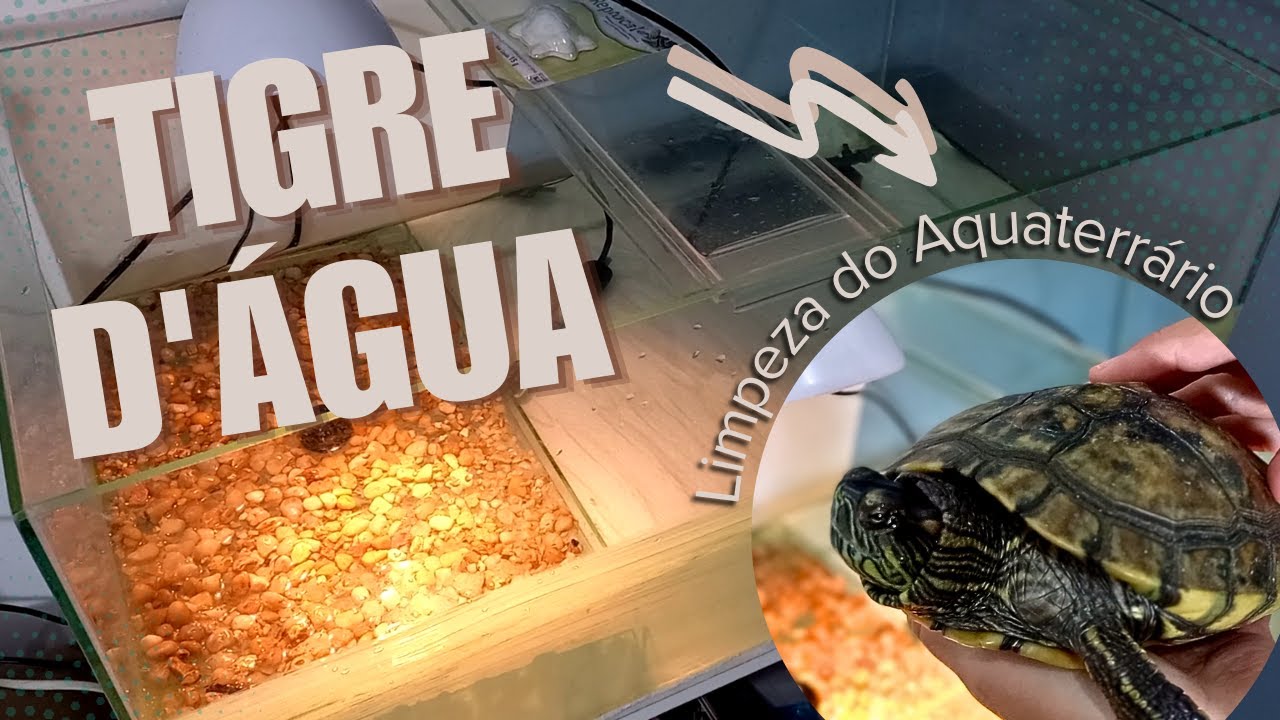 TARTARUGA TIGRE DÁGUA - Limpeza do Aquaterrário - YouTube