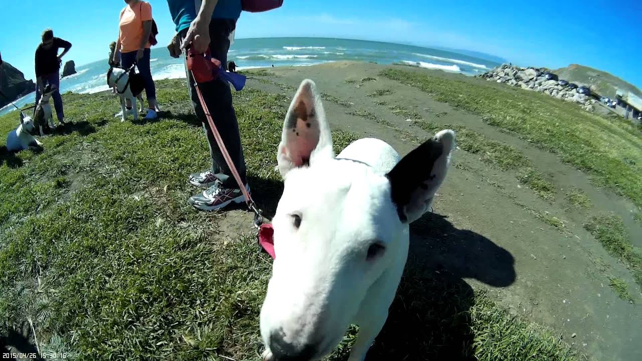English Bull Terrier Meet SF Bully Walk V - video 1 - YouTube
