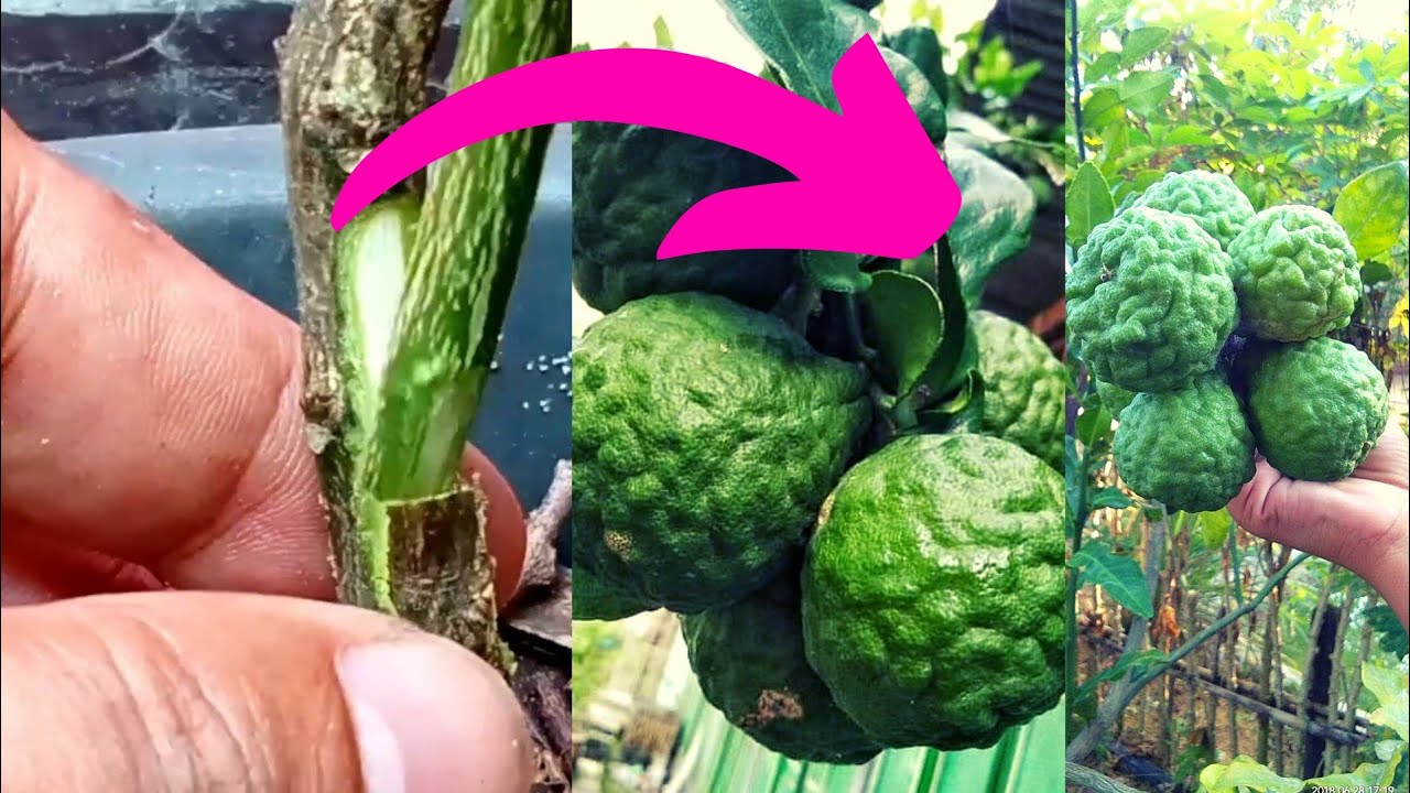 How to graft Kaffir Lime tree, Best way to grafting Kaffir Lime fruit ...