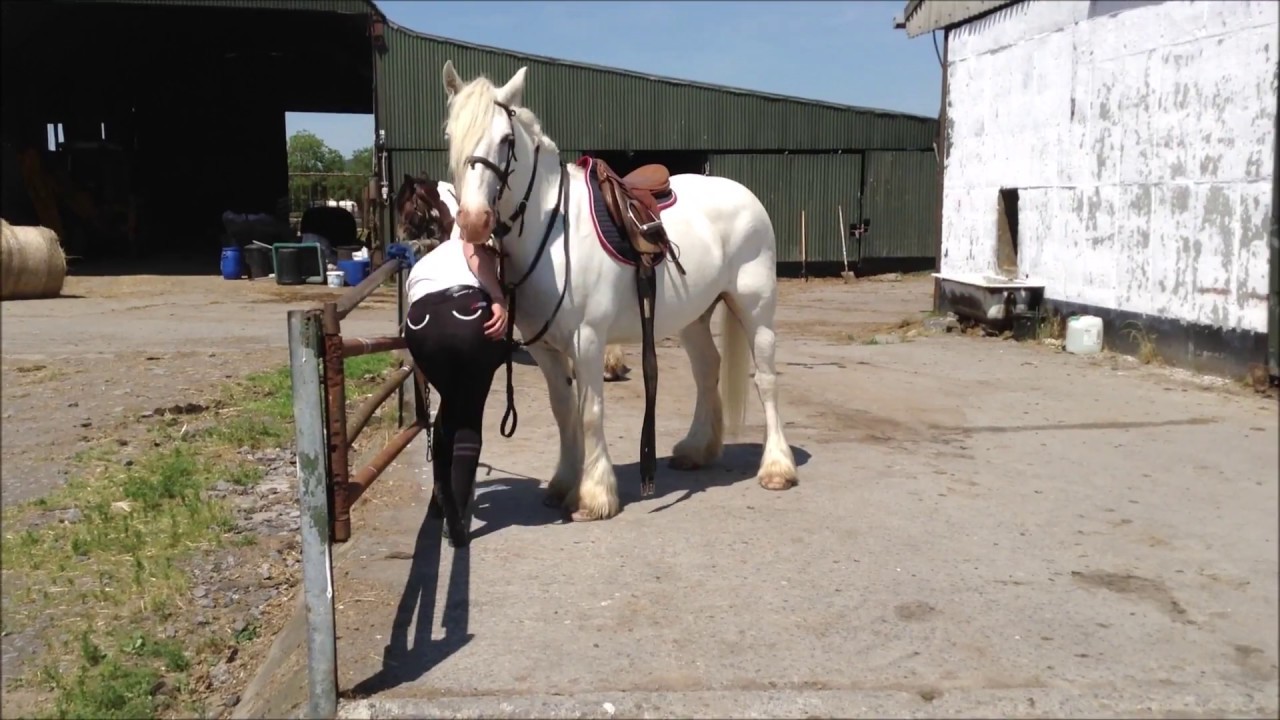 Alaska Irish Cob - YouTube