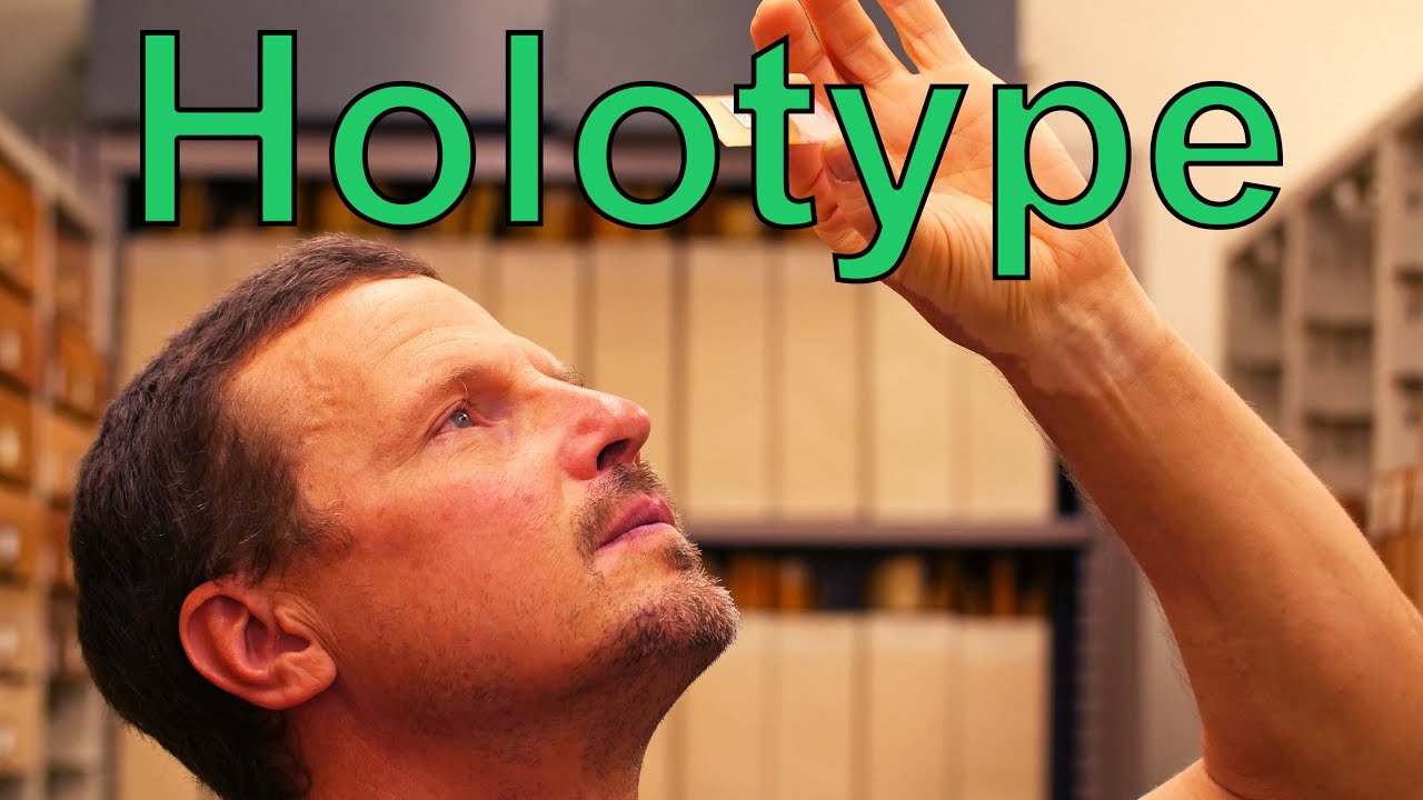 Holotype: the name bearer of a species - YouTube