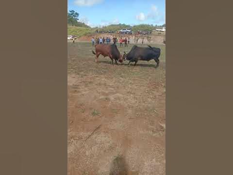 Hnub no cob kuv tu nyuj mu tso sib nrau nawb 7.08.2020 - YouTube