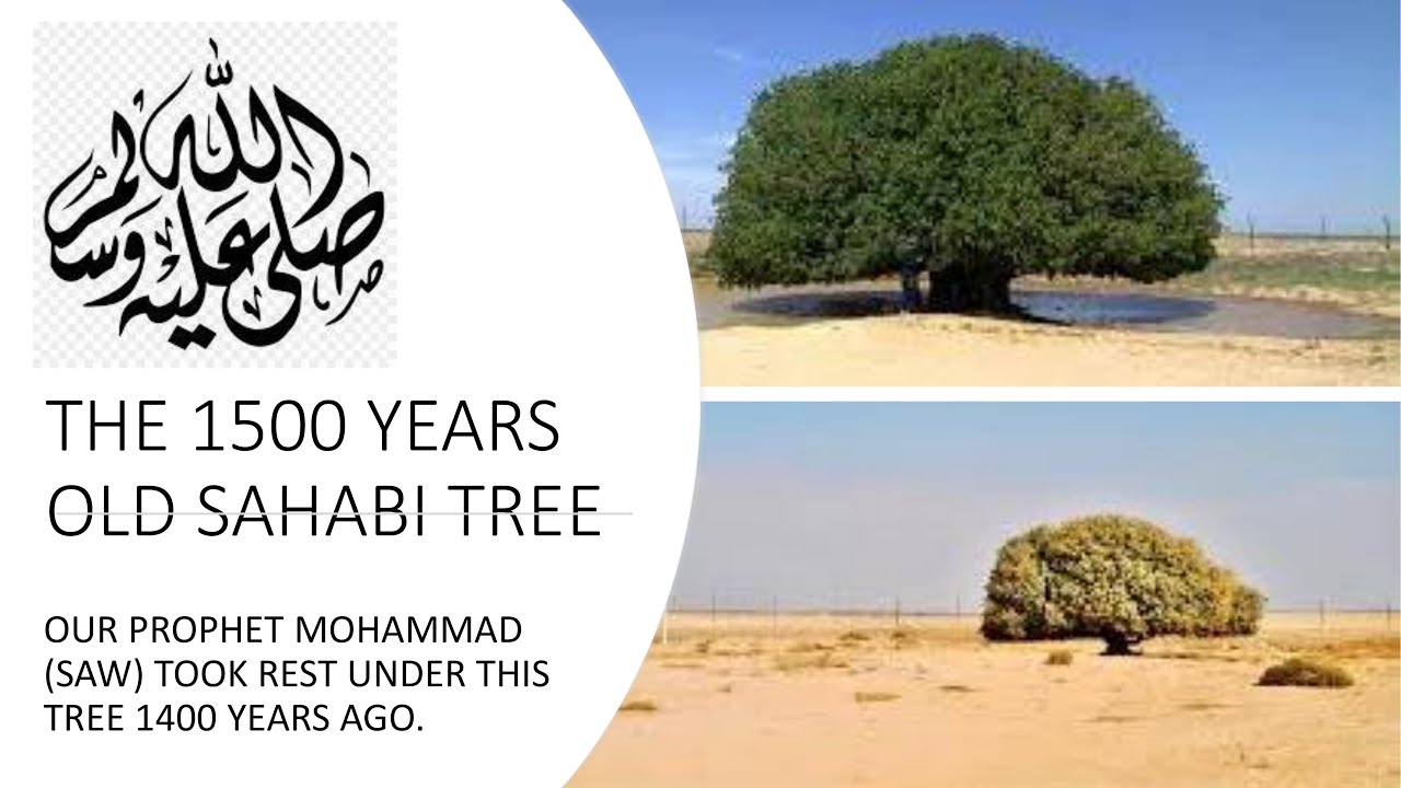 1500 YEARS OLD TREE. THE SAHABI TREE WHERE PROPHET MOHAMMAD (SAW) TOOK ...