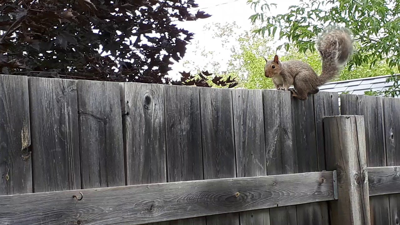 Angry Squirrel - YouTube