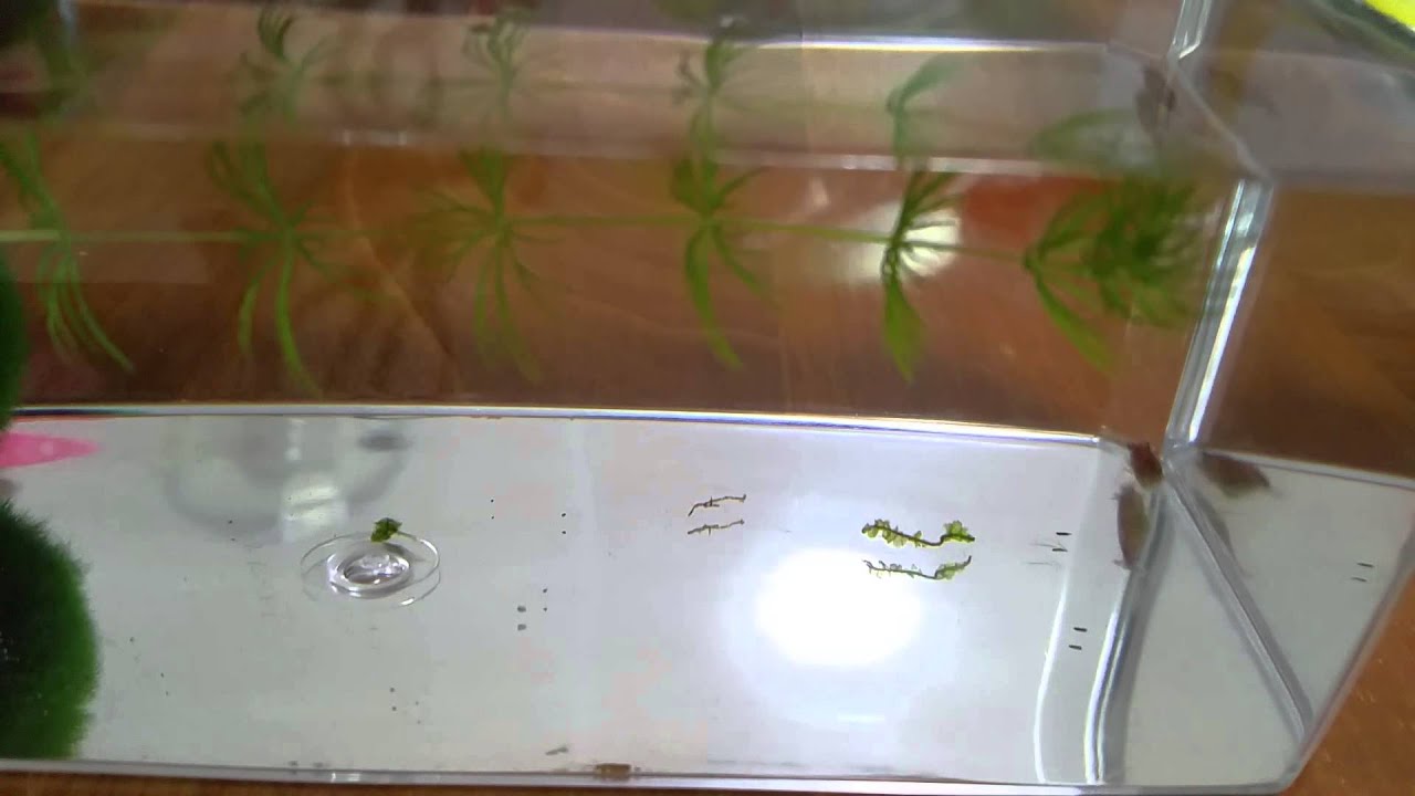Berried cherry shrimps in hatchery tank - YouTube