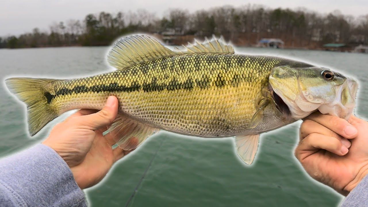 Lanier Pre-Spawn Spots - How to Catch MORE Fish - YouTube
