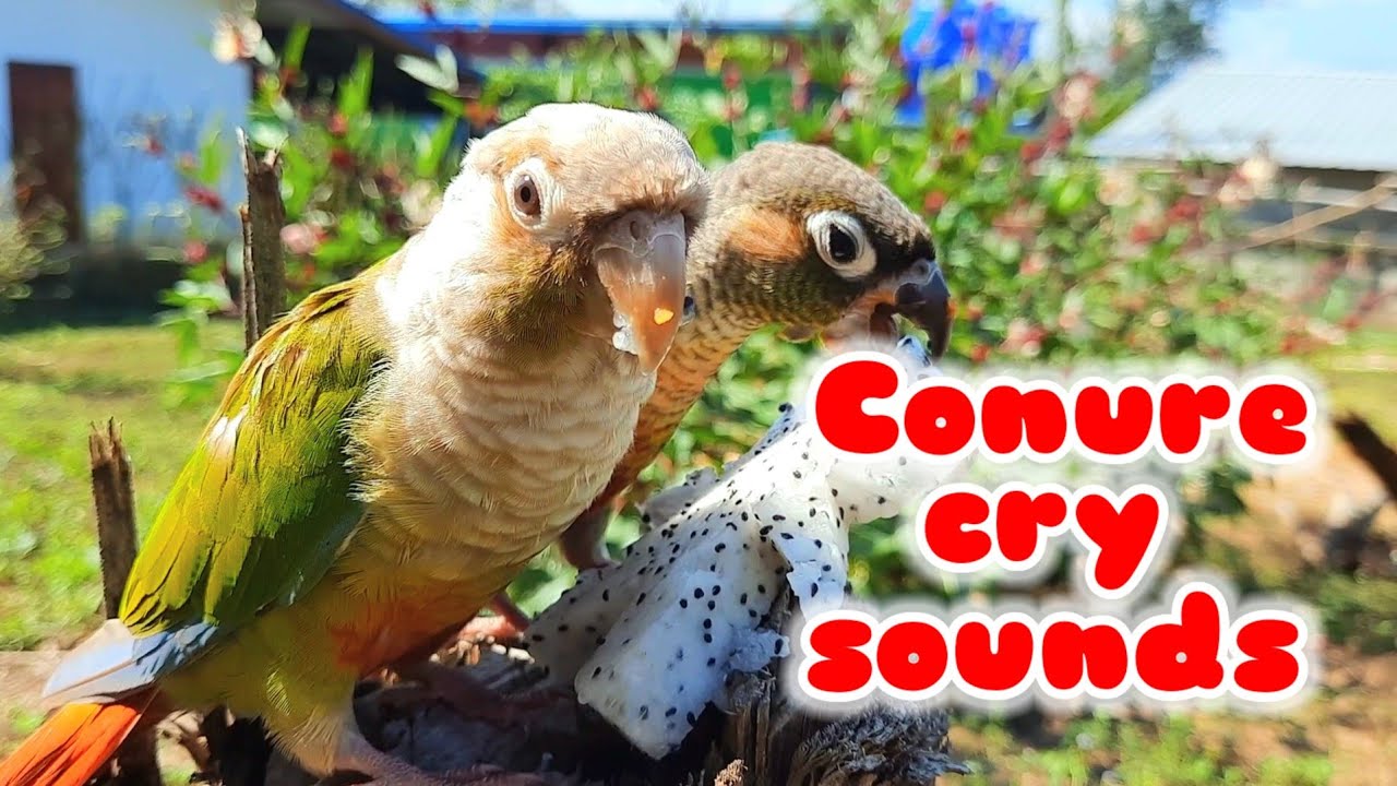 green cheek conure crying sounds 1 hour conure parrot bird pyrrhura ...