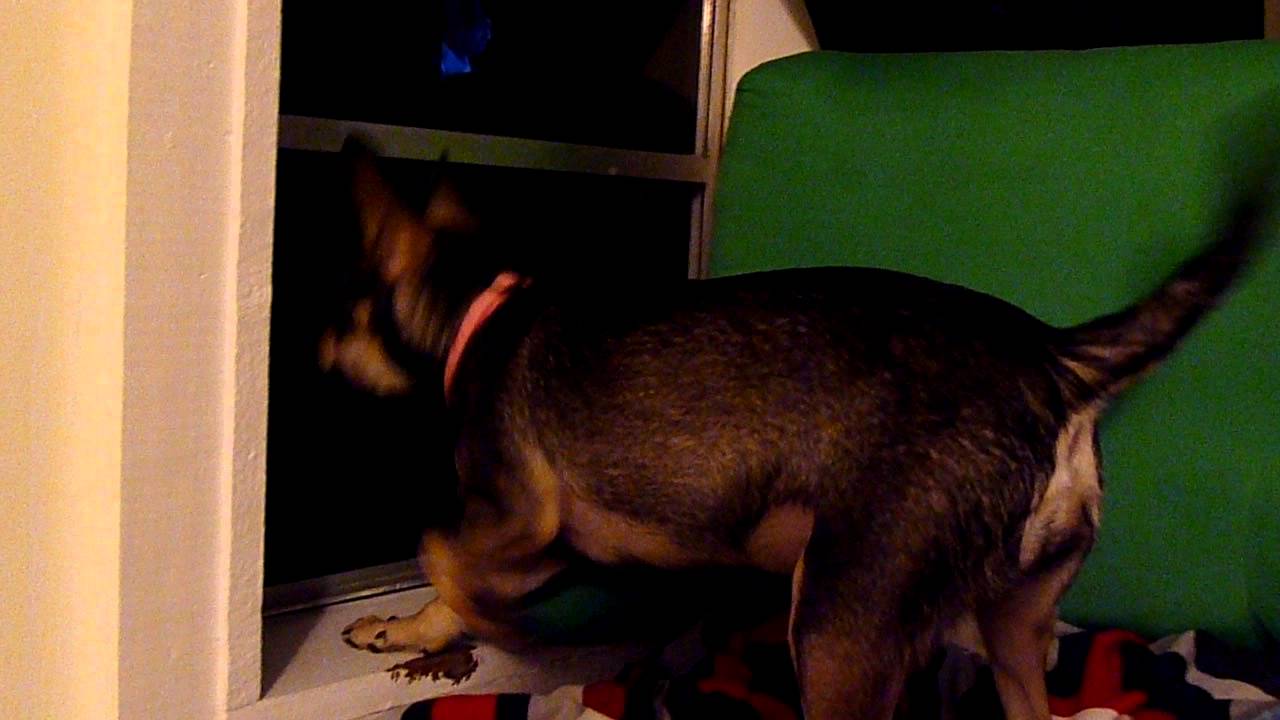 Stitch protecting us...from her reflection. - YouTube
