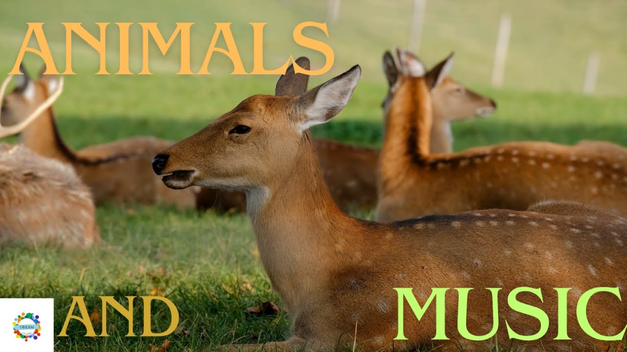 Nature, Animals, Relaxing Music 4K (Animals and Music) - YouTube