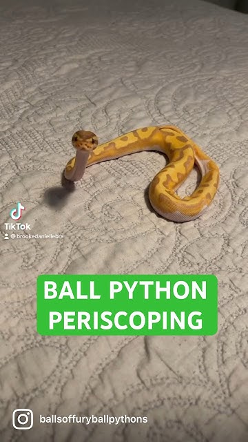 BABY BALL PYTHON PERISCOPING😍 - YouTube