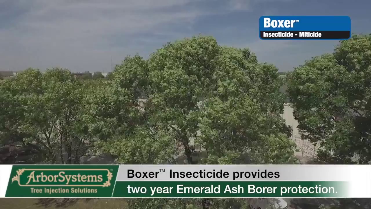 Boxer by ArborSystems - YouTube