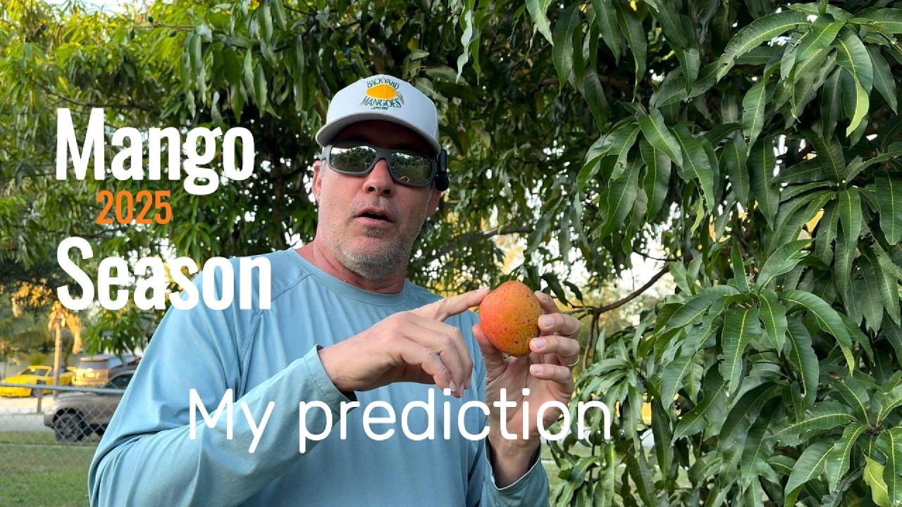First Mango of 2025 - YouTube